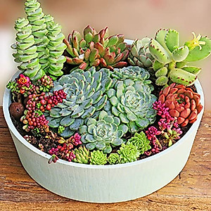 1pc with Pot White All Containers Container Nursery Flowers Garden Lily Gardening Planter for Water House Fresh Plants Indoor Pots Flower Round or Bowl Drainage