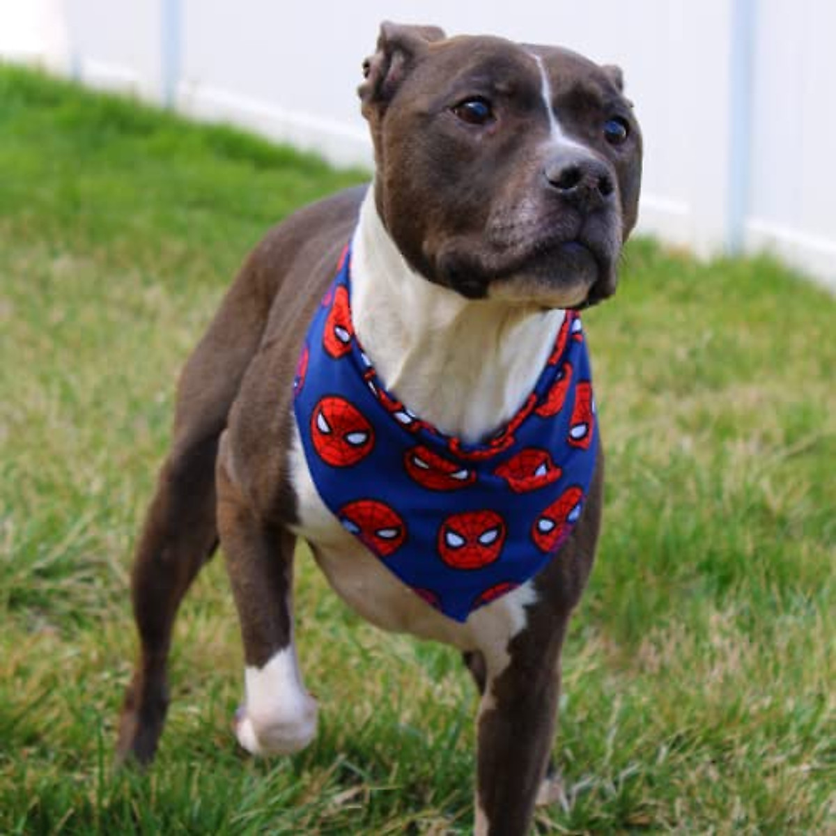 Marvel Spiderman Officially Licensed 2 Pack Pet Bandanas - I Am Spiderman & Spidey Logo Dog & Cat Bandana Set - Super Hero Costume Scarf Fits Dogs, Cats & Puppies Size Large & X-Large (Collar 32"X14")