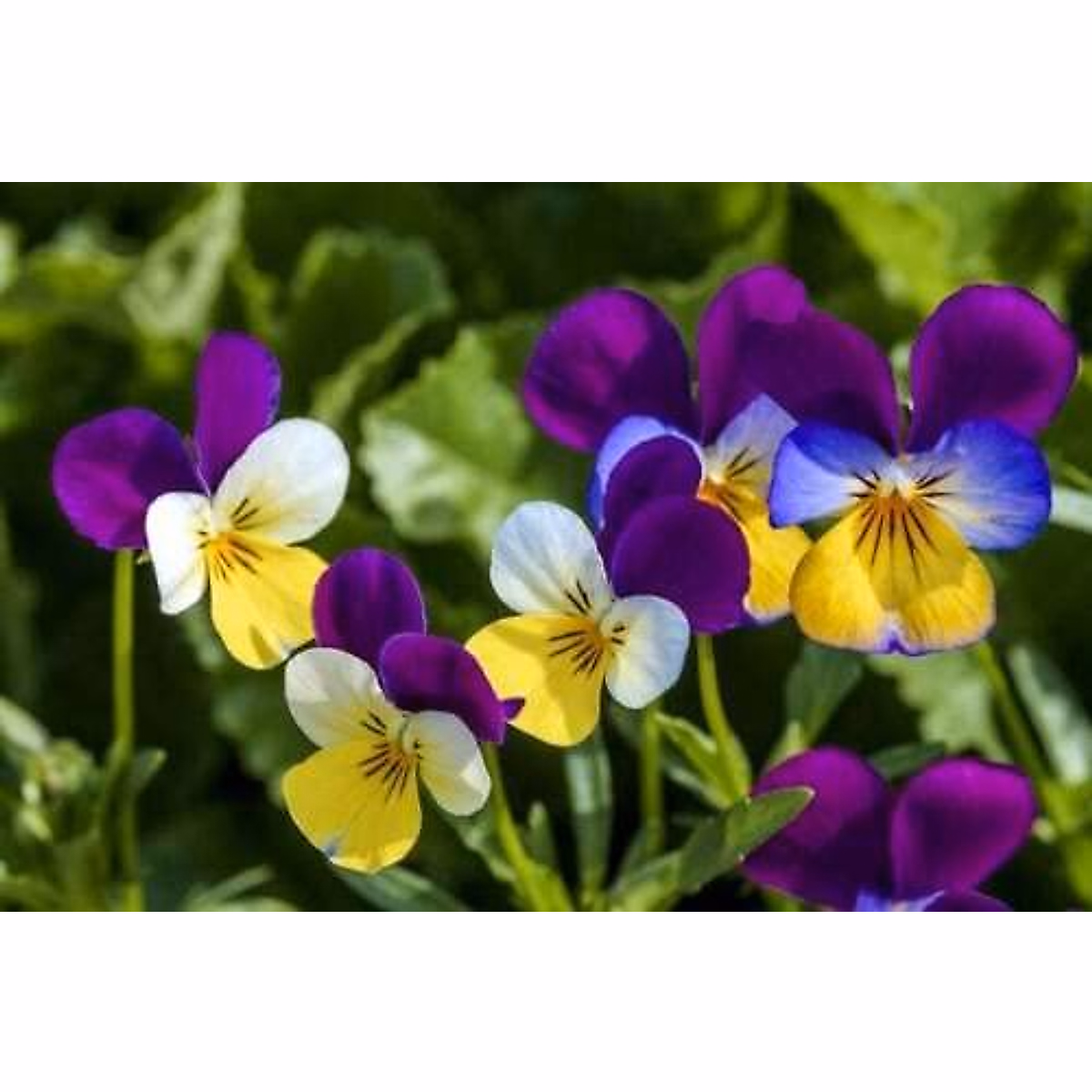 500 Seeds Viola Johnny Jump Up Plant Flower Beautiful Perennial Garden Flower jocdw (Seeds)