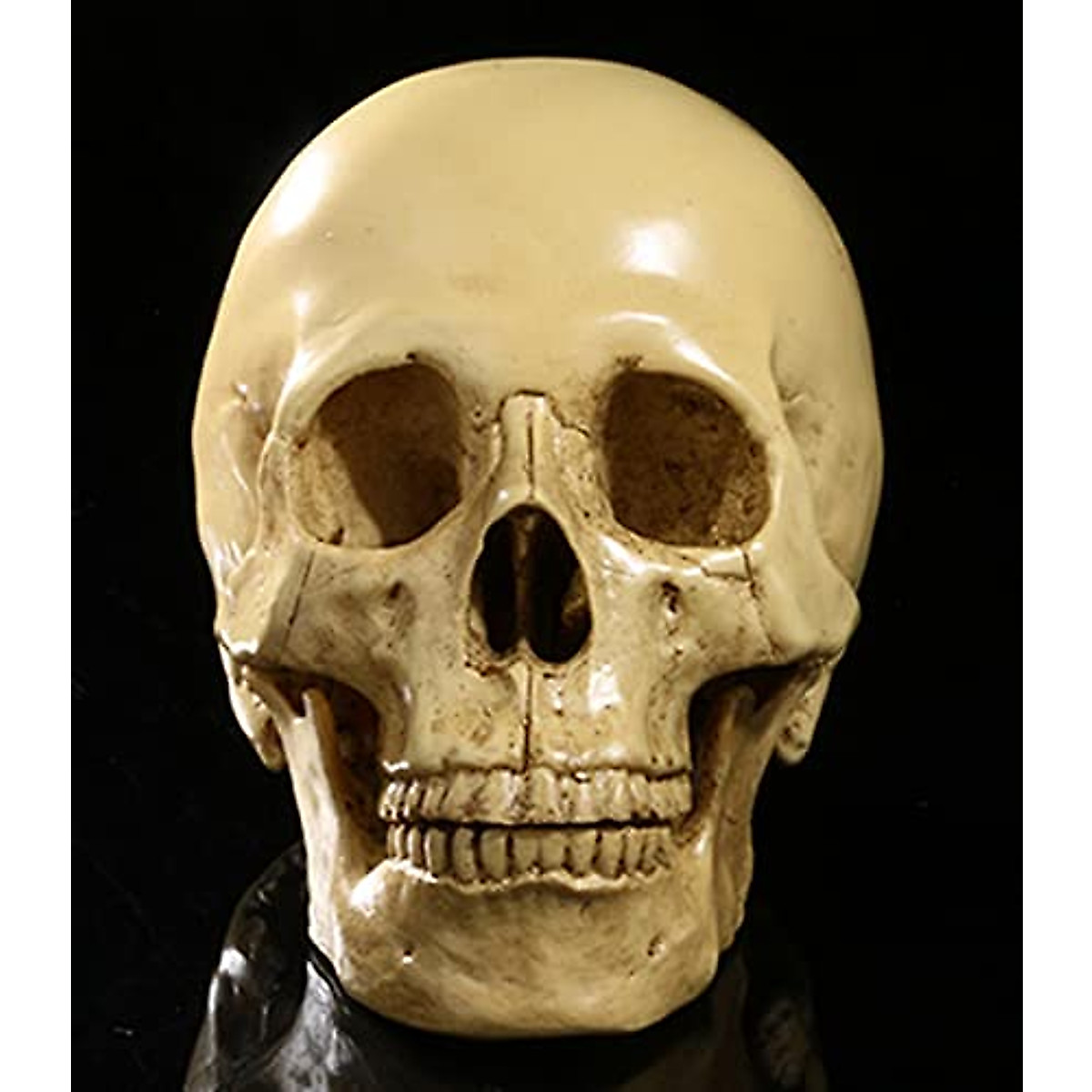 Onecen Life Size Human Skull Model 1：1 Replica Realistic Resin Halloween Party Decoration Human Skull Head Bone Model Medical Skeleton for Anatomical Medical Teaching (Light Yellow)