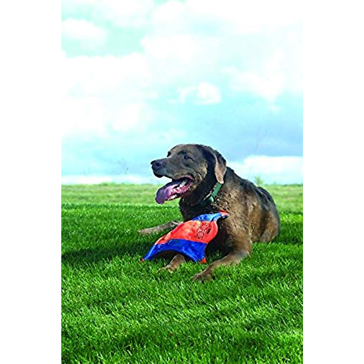 Chuckit! Flying Squirrel Spinning Dog Toy, Large (Orange/Blue), Multi Colored, for Medium breeds