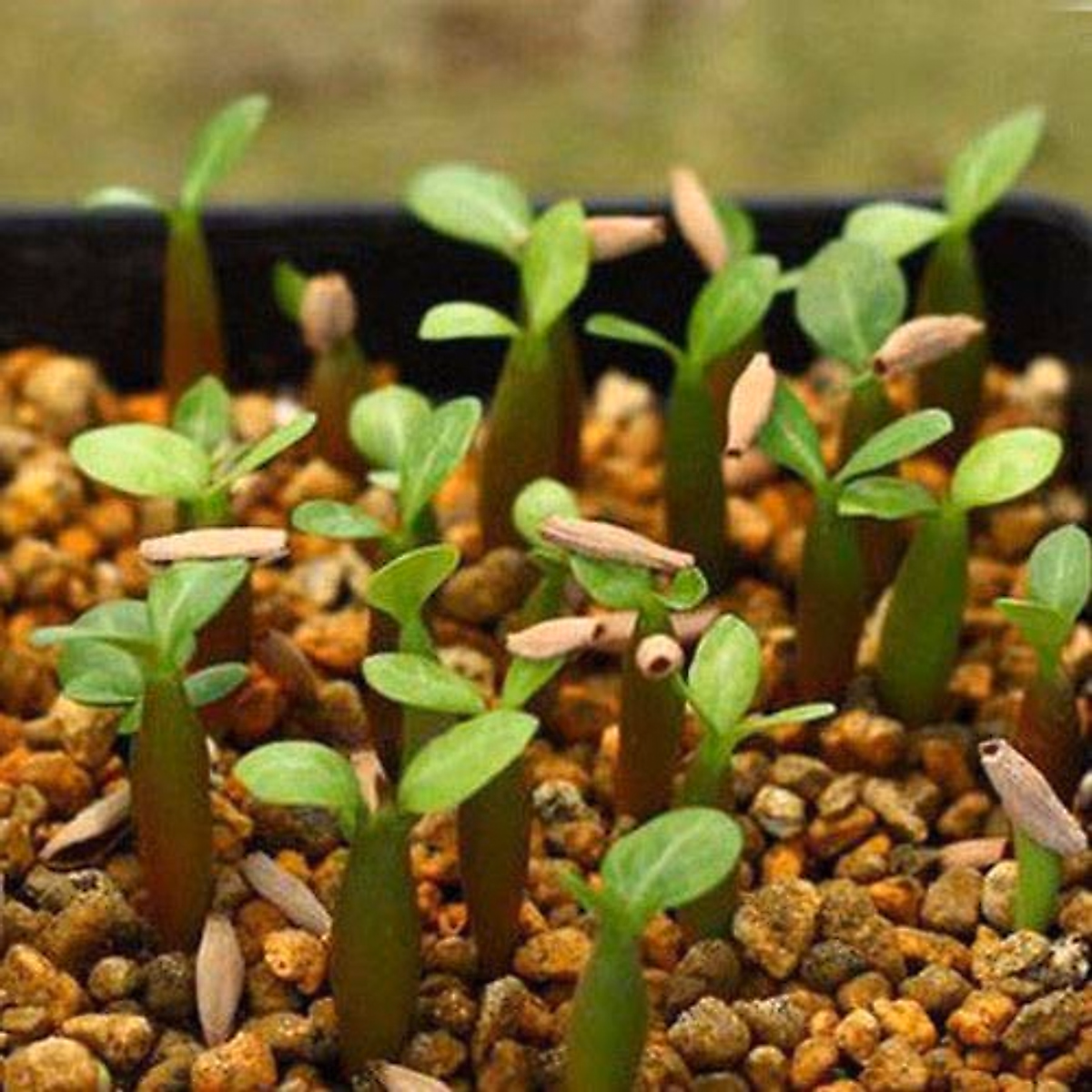 Desert Rose ADENIUM OBESUM Double Petal Flower - 100 Seeds - Beautiful and Rare!