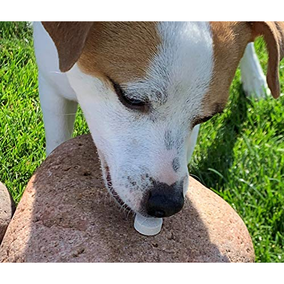 Stool Eating Deterrent with Yucca Schidigera Extract for Dogs