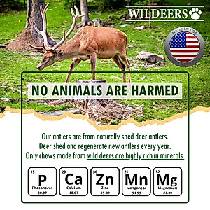 Wildeers Large Deer Antlers for Dogs - Premium Dog Antler Chews - Made in USA, Naturally Shed, Healthy Treat - Grade A, 7-9 in, 3 Pieces, Long Lasting Antler Chew Bones for Aggressive Chewers