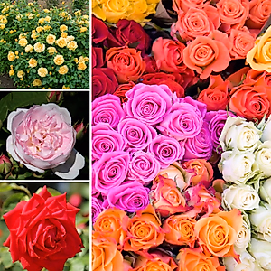 20 Mix Rose Bush Seeds for Planting, Rare Rose Bush Seeds Flowers to Grow, Colorful Flowers