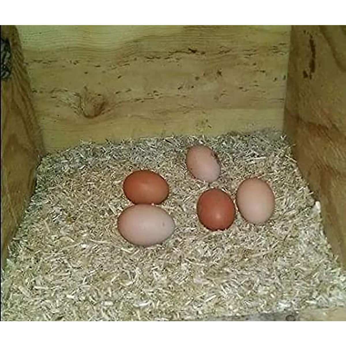 Old Dominion Hemp Small Animal Hemp Bedding, Low Du, Expands to 30 quarts, Reduces Odors, Chicken Bedding, Rabbit Bedding, Reptile Bedding, Hamer Bedding, Gerbil Bedding, Rat & Mice Bedding