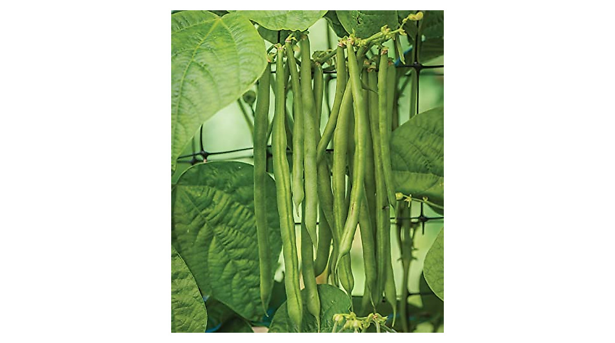 Burpee Kentucky Blue Pole Bean Seeds | High-Yield Green Beans