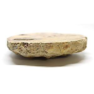 Ammonite Acanthoceras Split Polished Fossil Texas 96 MYO w/Label #16254 29o