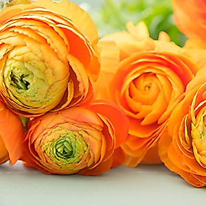 Ranunculus asiaticus Tecolote 'Gold' Persian Buttercup Flower Bulbs (10 Pack) - Orange & Yellow Blooms, Professionally Grown for Gardening & Planting from Easy to Grow