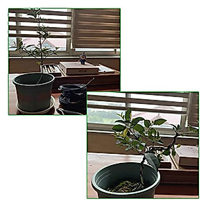 CertBuy 5 Roll Bonsai Wire 5 Size - 1.0MM, 1.5MM, 2.0MM, 2.5MM, 3.0MM Black Anodized Aluminum Bonsai Training Wire 32 Feet Length with Wire Cutter