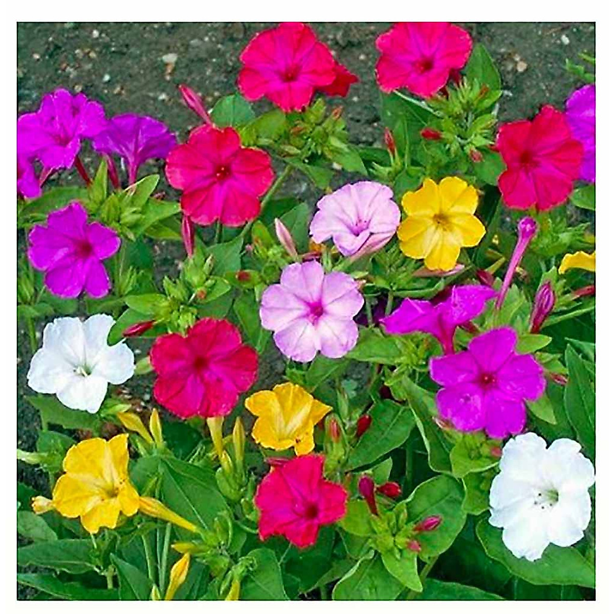 80 Mixed Four O'Clock Seeds - Tender Perennial That Reseeds Easily