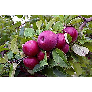Pixies Gardens (5 Gallon) Red Delicious Apple Tree -America's Favorite and Most Popular Apple for Fresh Eating and Baking.