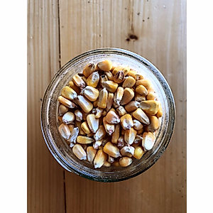 Homestead Harvest Ernst Grain Whole Corn – Perfect Feed for Deer, Squirrels, Chickens, Ducks, Rabbits, Geese, and More! (50 lb)