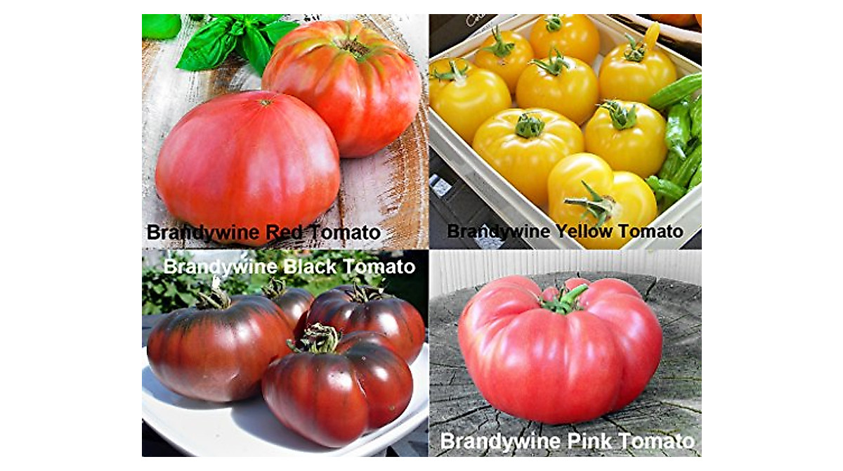Giant Tomato Seeds - 19 Heirloom Varieties for Rich Harvest