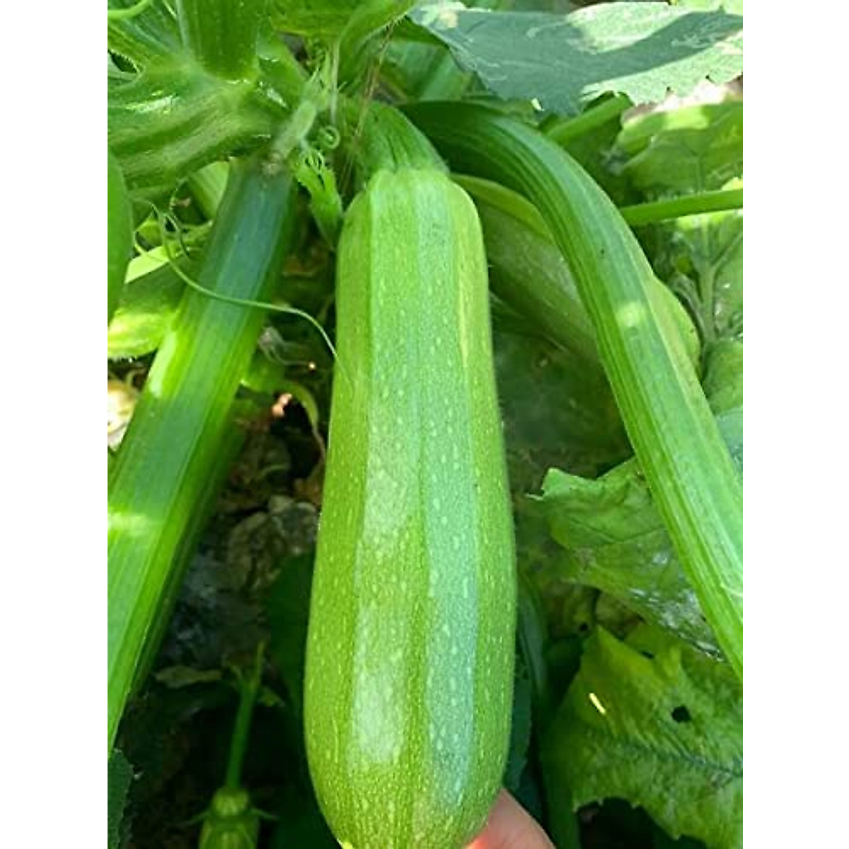 Planting 1 Individual Packets - 3g Zucchini Seeds for Your Non GMO Heirloom Vegetable Garden (Zucchini)