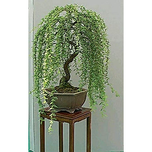 Green Weeping Willow Tree Cutting - Thick Trunk Start, A Must Have Dwarf Bonsai Material. Ships from Iowa, USA