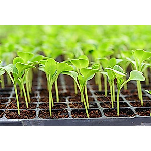 Gardzen 5-Set Garden Propagator Set, Seed Tray Kits with 200-Cell, Seed Starter Tray with Dome and Base 15" x 9" (40-Cell Per Tray)