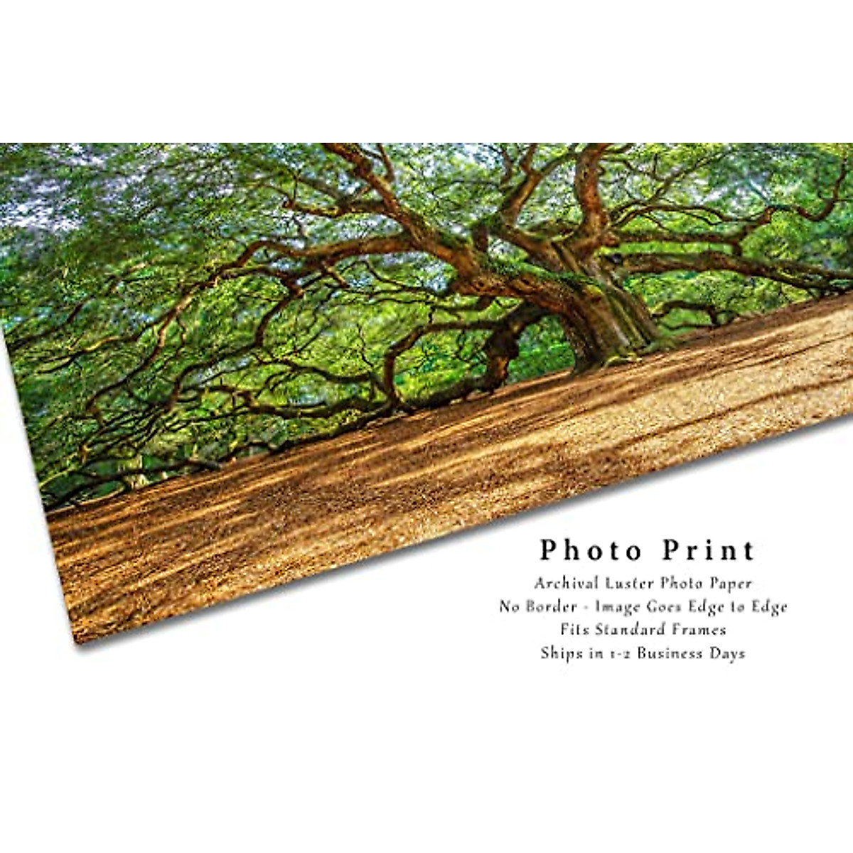 Nature Photography Print (Not Framed) Picture of Angel Oak Tree on Summer Day near Charleston South Carolina Southern Wall Art Lowcountry Decor (11" x 14")