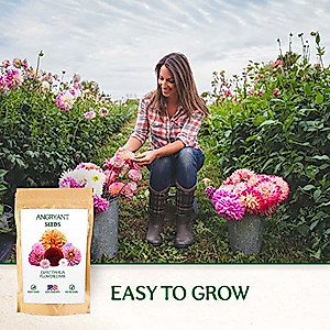 Giant Dahlia Flowered Mix - Beautiful Flowers Seeds for Planting Outdoors in Your Home Garden - 144+ Non GMO Seeds Per Packet - Mix Seeds to Attract Pollinators: Birds, Butterflies, and Bees