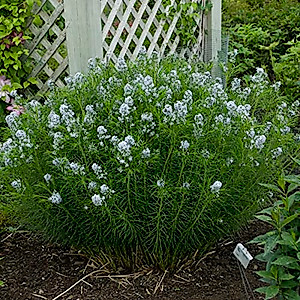 CHUXAY GARDEN 5 Seeds Amsonia Hubrichtii Seed,Narrowleaf Bluestar,Hubricht's Blue Star, Arkansas Bluebell Lovely White Herb Plant Native Wildflower Great for Garden