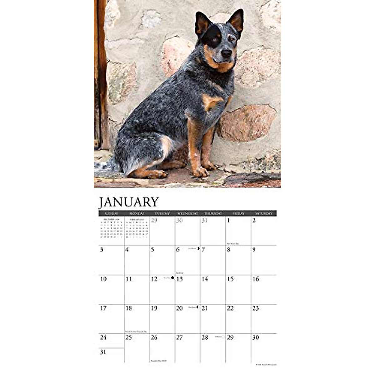 Just Blue Heelers 2021 Wall Calendar (Dog Breed Calendar)