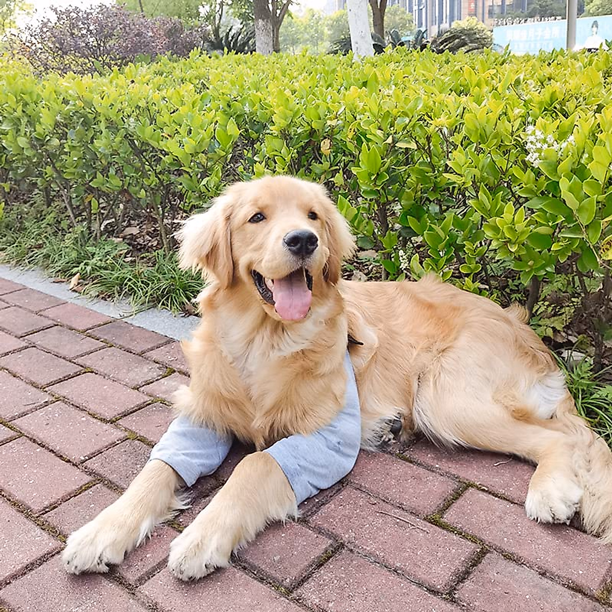 Dog Recovery Suit Front Legs, Dog Recovery Sleeve After Surgery with Elastic Band, Protective Elbow Protector for Medium Large Dogs, Dog Cone Alternative to Stop Licking Leg Wounds,Grey,XL