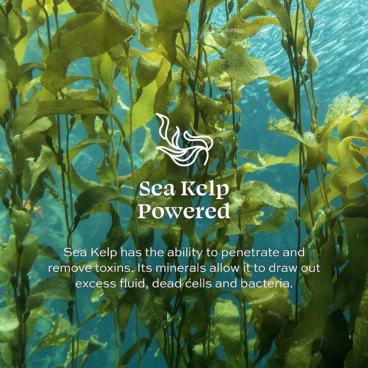 Aleavia Lavender Body Cleanse – Organic & All-Natural Prebiotic Body Wash, Scented with Pure Essential Oils – Nourish Your Skin Microbiome – 16 Oz.