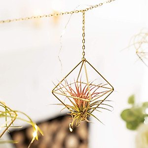Dahey Gold Geometric Hanging Air Plant Holders - Set of 6 Square Metal Planters with Chains for Indoor Wall Decor