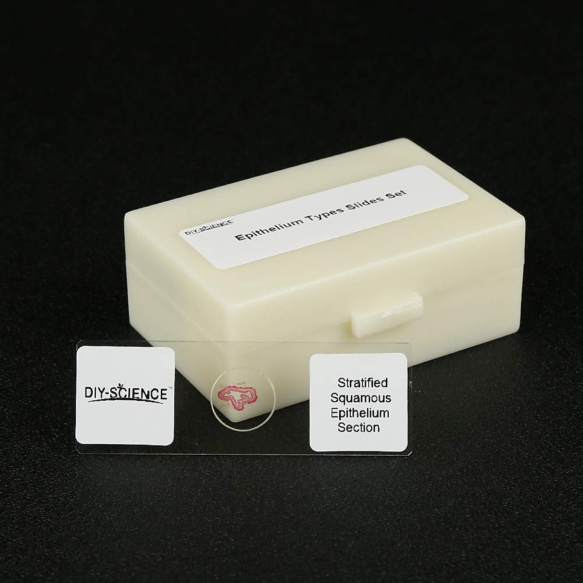 Prepared Epithelium Types Microscope Slides Set, Excellent 11pcs Specimens Representing The Major Types of Epithelium