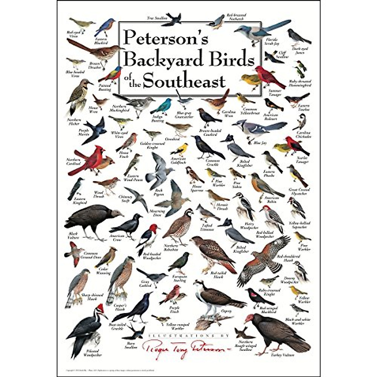Earth Sky + Water - Peterson’s Backyard Birds of the Southeast - Poster