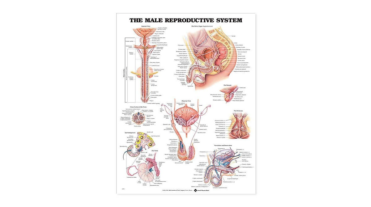 Male Reproductive System Anatomical Chart - Detailed Educational Tool