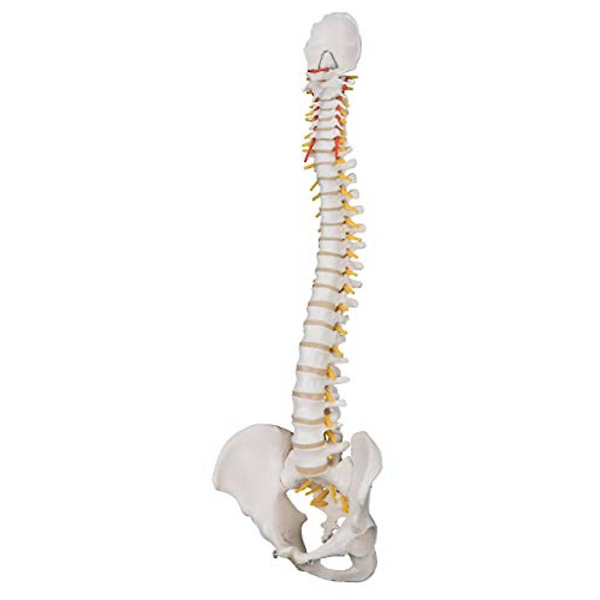 3B Scientific A58/1 Classic Flexible Spine male - 3B Smart Anatomy