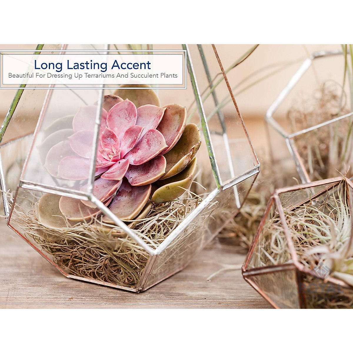 Royal Imports Preserved Natural Spanish Moss, Fresh Dried Shredded Loose Chunks, 2 LB Bulk Case