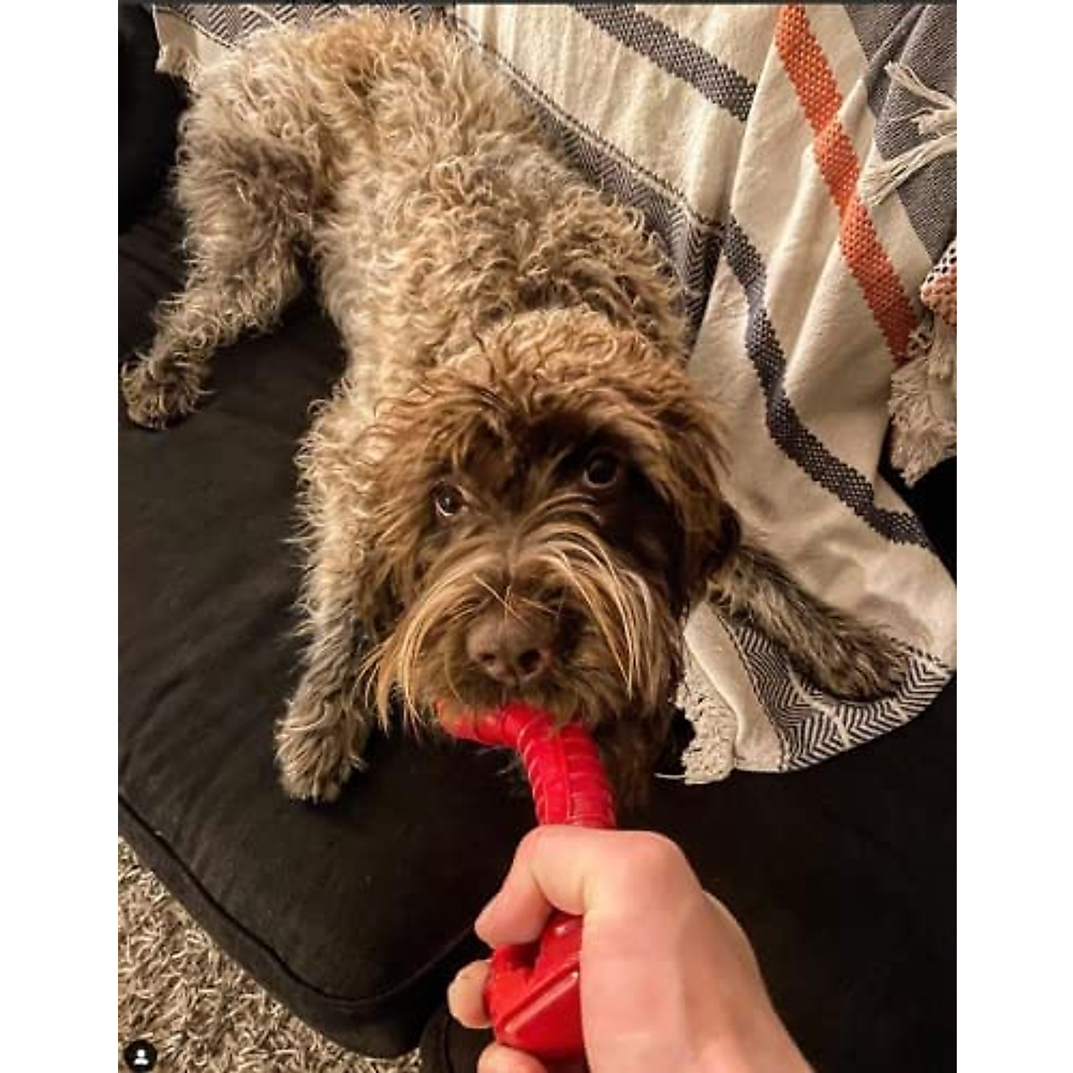 Jersey Dog Co. Chompi Bone Dog Toy, Chew Bone, Made in USA