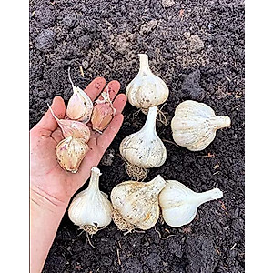 4 Early Italian Softneck Garlic Tubers Outdoors, Planting Ornaments Garden Perennials Simple to Grow Pots Gift