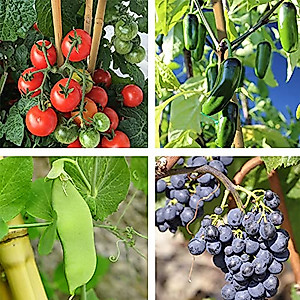 Cambaverd 25 Pcs Bamboo Garden Stakes 4 Feet Eco-Friendly Bamboo Plant Stakes, for Roma Tomatoes Sunflowers Pole Beans Trees Potted Dahlia Flowers and Climbing Plants - Pack of 25 Bamboo Sticks