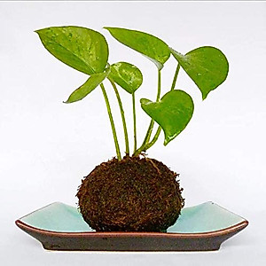 Moss Ball Flower Pot Natural Planter Bonsai Plant Holder Bird Nest for DIY Gardening Home Table Decoration - 12cm