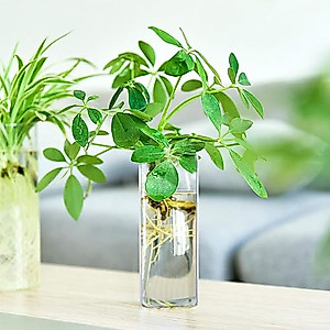 Fasmov 6 Pack Wall Hanging Glass Planters Plant Terrarium, Plants Holders Air Plants Succulents Planters Flowers Glass Wall Vase Containers for Plant, Decoration and Display, Square Vase, Clear