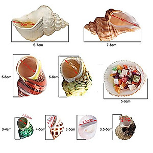 Hermit Crab Shells 17PCS (9 Types) Medium Small Growth Turbo Seashells 0.6-1.6 Inch Various Openning Size Natural