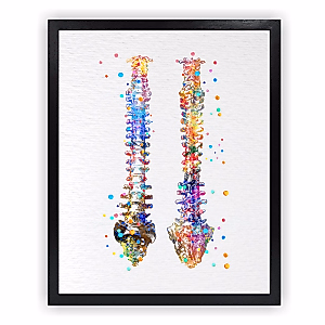 Dignovel Studios 8X10 Unframed Human Spine Bone Anatomy Medical Art Doctor Watercolor Art Print Poster Housewarming Wall Giclee Office Home Decor DN529