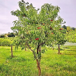 CHUXAY GARDEN Peach Fruit Tree-Prunus Persica 10 Seeds Sweet Fruit Tree