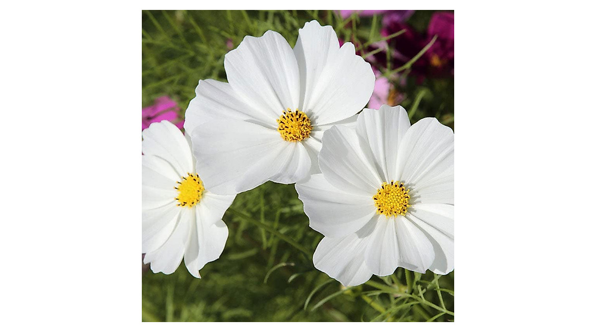 Cosmos Purity Seeds - Easy-to-Grow White Flowers for Pollinators