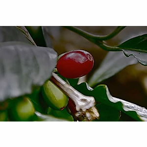 Finca El Rey, Organic Coffee Beans Whole, Veracruz Mexico Single Origin, Coffee Whole Beans, Whole Bean Coffee Medium Roast Coffee, Coffee Organic, Expresso Beans, Certified USDA Organic, 1LB Bag