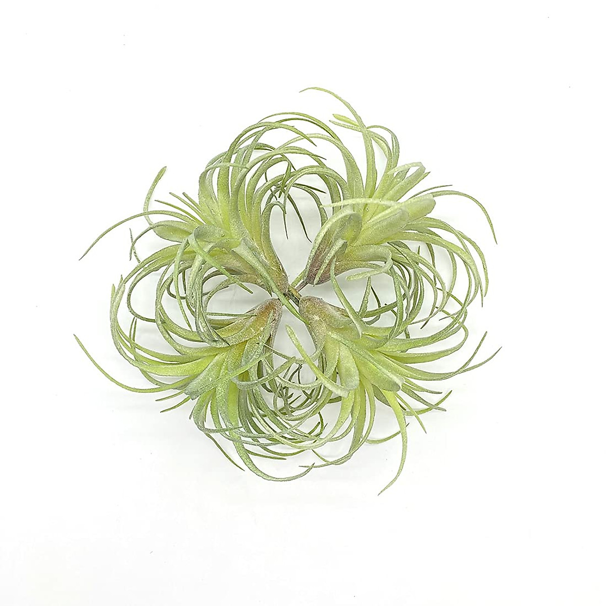 ZKTECH 4 Pack Artificial Succulent Plants Flocked Air Plants Grass Faux Flocking Tillandsia Air Plants Bromeliads for Home Garden Decor Terrarium Project Fake Artificial Plants Arrangement