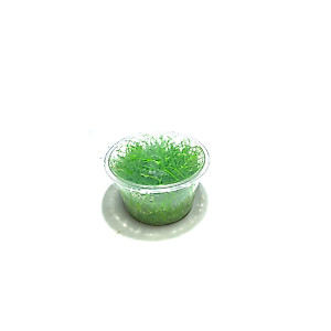 Marcus Fish Tanks - Dwarf Hairgrass Live Aquarium Plant Tissue Culture Freshwater Aquatic Plants