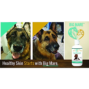 Big Mare Canine Wound Lotion Antibacterial/Antifungal. Clinically Proven Effective for Hot Spots, Open Wounds, Stitches, Yeast, Flea Irritation, Bug Bites & More. Veterinary Approved & Recommended