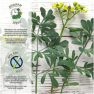 Seed Needs, Rue Herb Seeds for Planting (Ruta graveolens) Heirloom, Non-GMO & Untreated - Medicinal Herb (2 Packs)