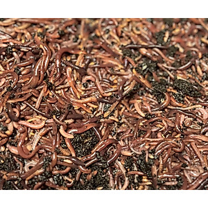Generic Live RED WIGGLERS Compost Worms, COMPOSTING Bins (120)