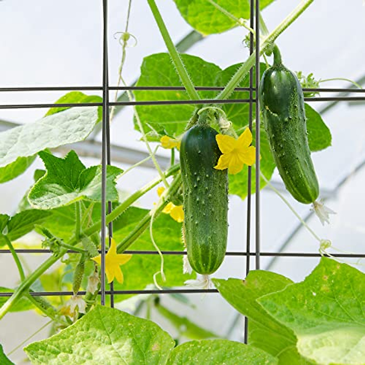 Cucumber Trellis A Frame Garden Trellis for Climbing Plants Outdoor Vegetables Flowers 2Packs