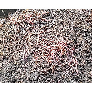 WWJD Red wigglers- 500 Count Live composting Worms